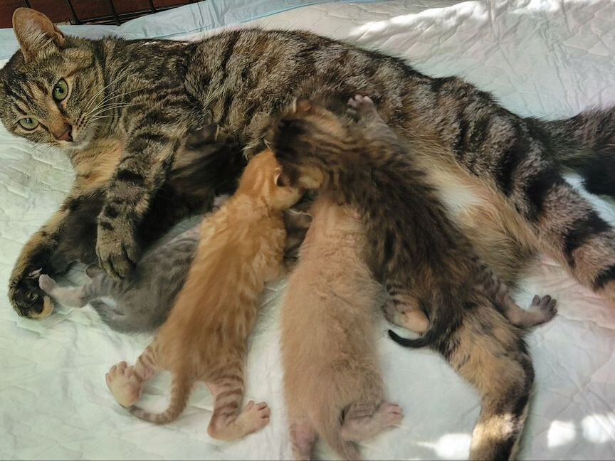 Котята в ответственные и добрые руки