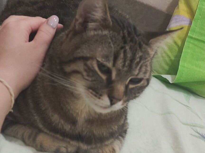 Котики бесплатно в добрые руки