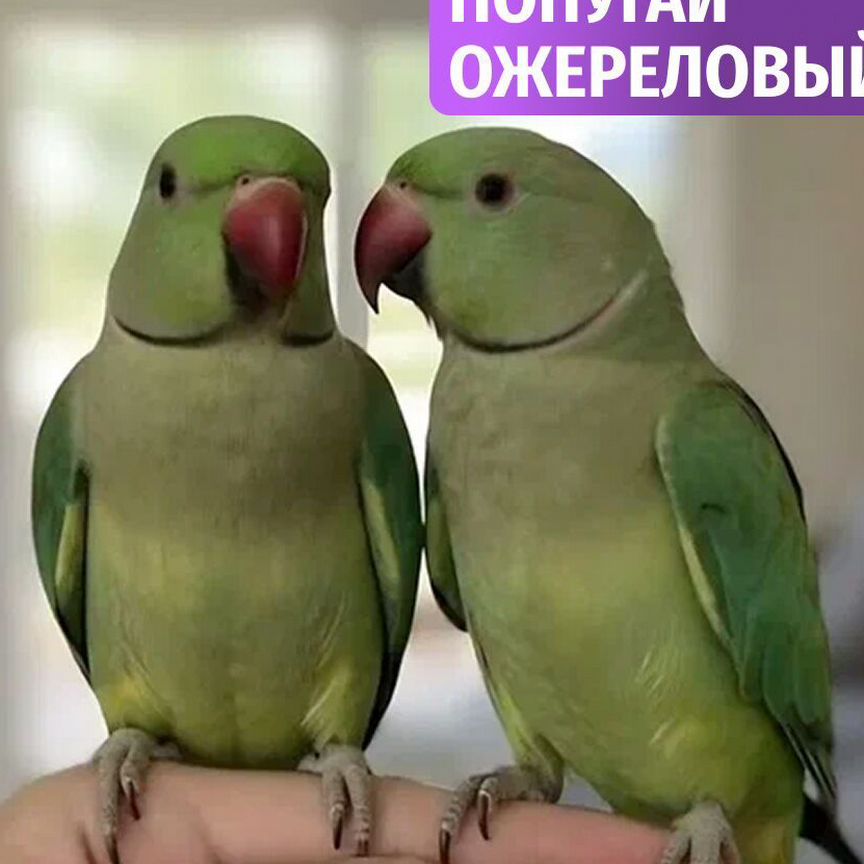 Попугай Ожереловый