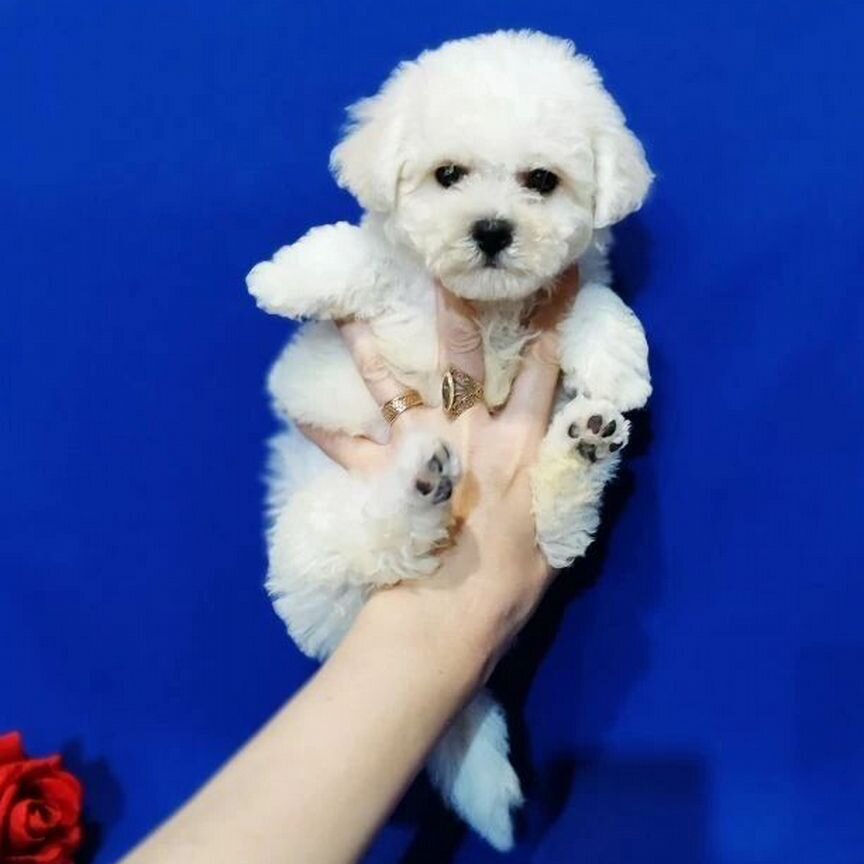 Бишон фризе, щенок