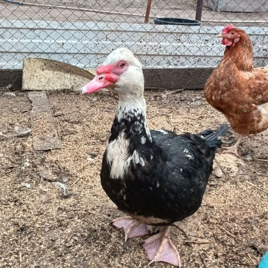 Индоутка мускусная утка