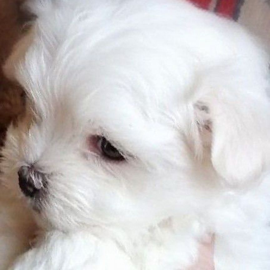 Мальтийская болонка