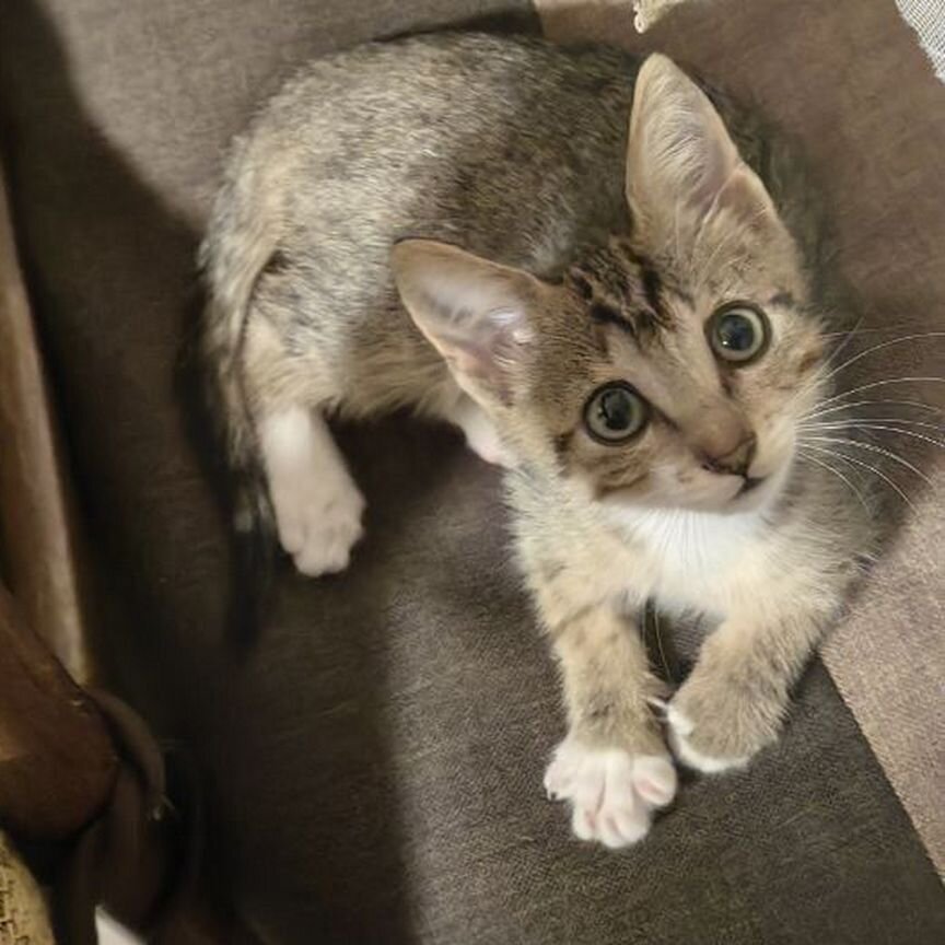 Котята