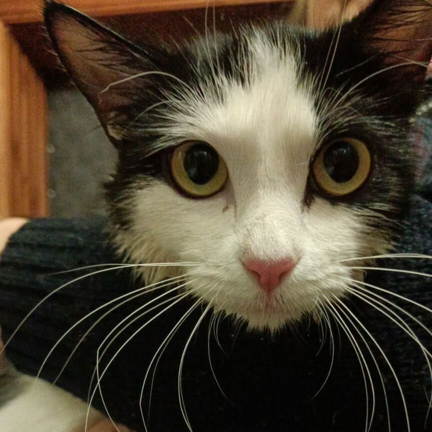 Кошечка подросток ласкуша