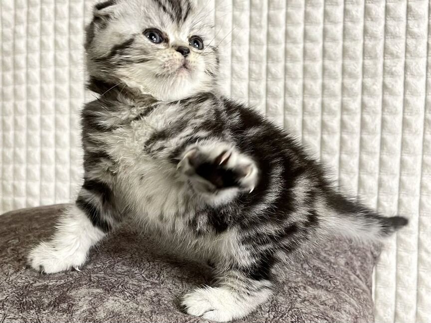 Шотландские котята вислоухие