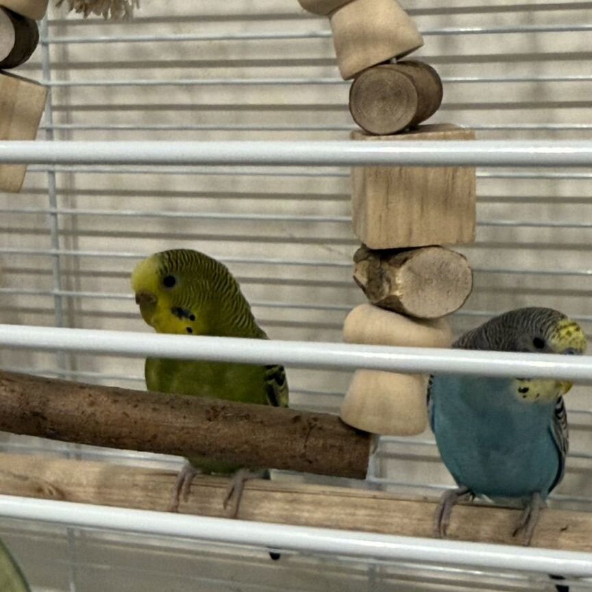 Волнистые попугаи с клеткой