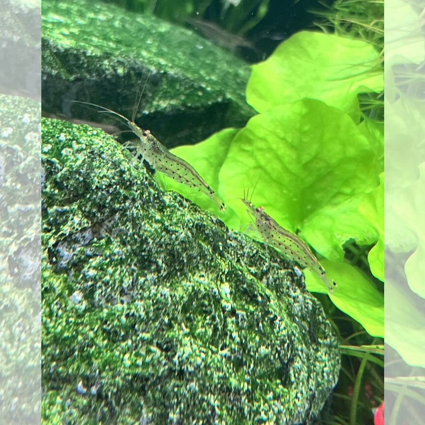 Креветки амано Калуга