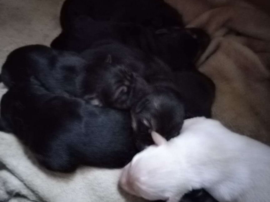 Щенки в добрые руки, мама вео, папа дворняжка