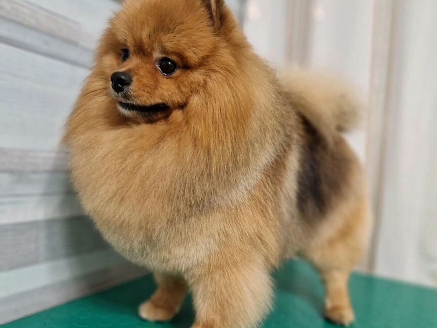 Померанский шпиц