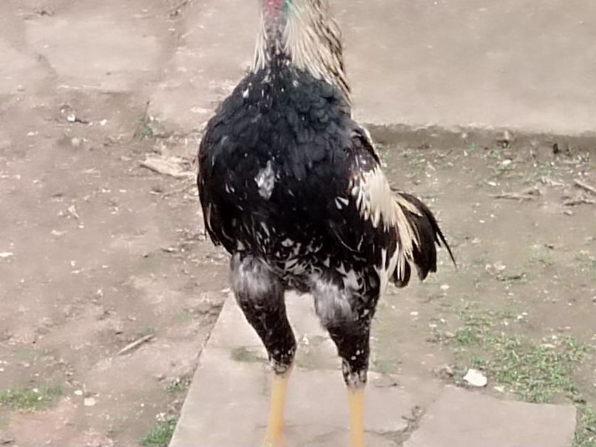 Бойцовая птица