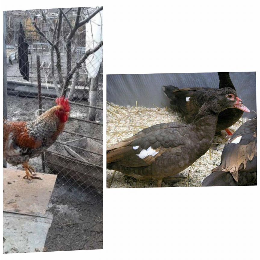 Индоутки и петухи
