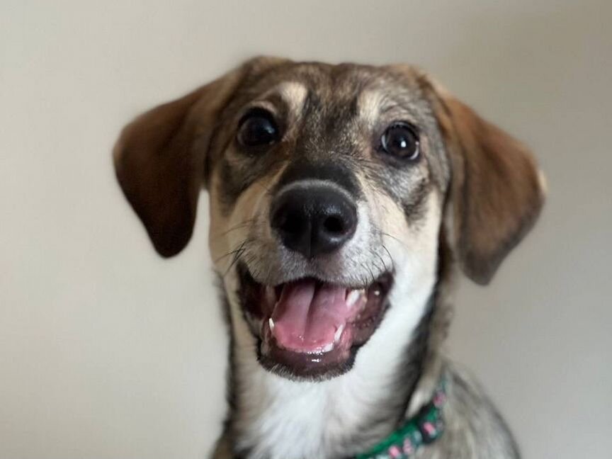 Ищет дом. Влюбляйтесь