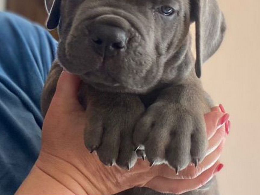 Кане корсе щенок