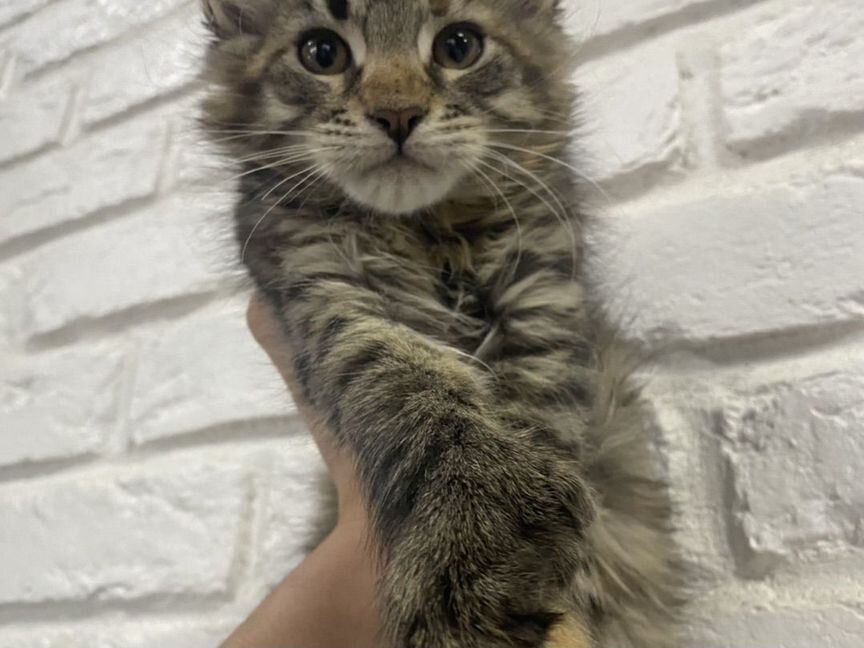 Котята мейн-кун полидакт