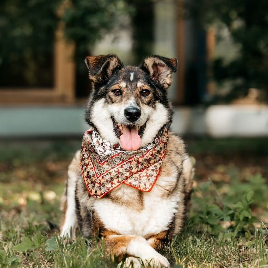 Собака в добрые руки