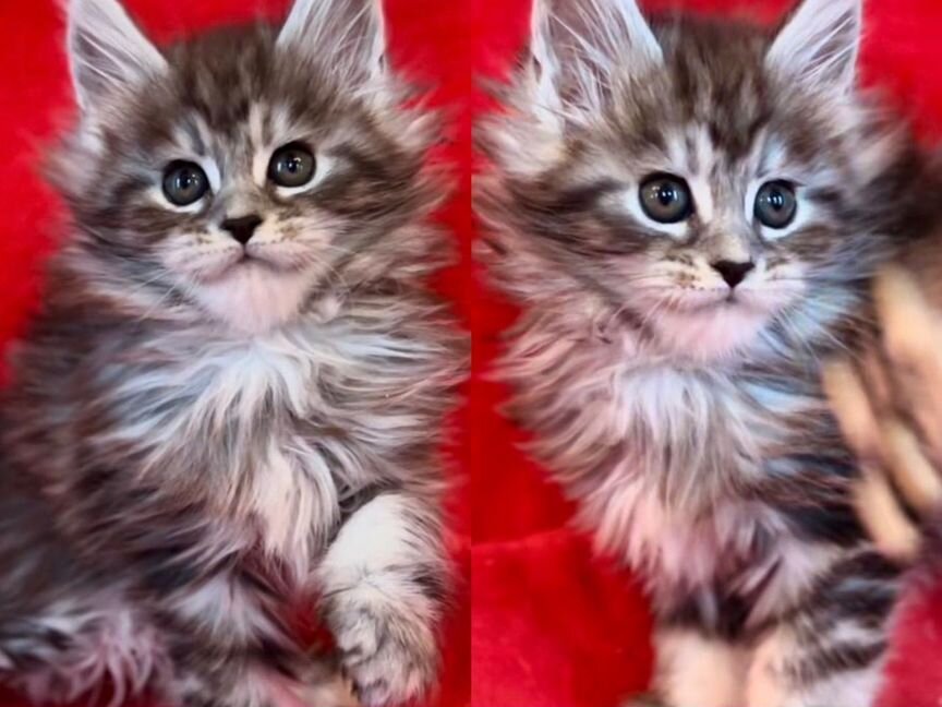 Котята мейн кун с полидактами