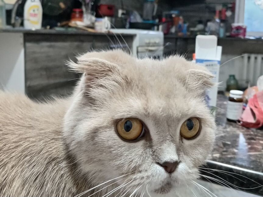 Скотиш фолд кошка