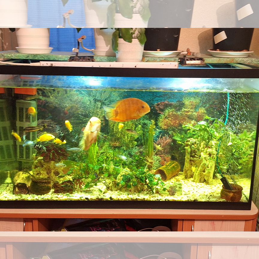 Аквариуми рыбки