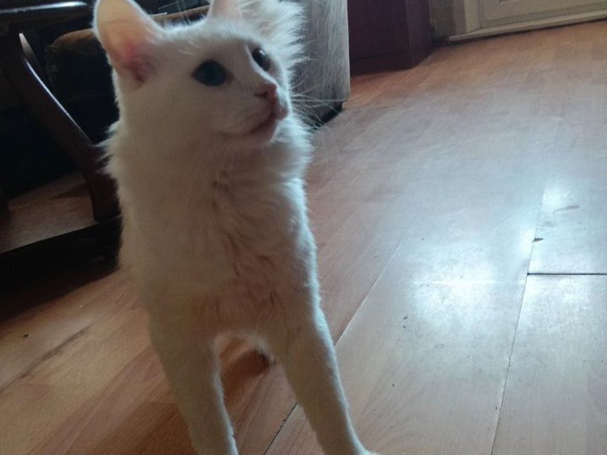 Котик в добрые руки