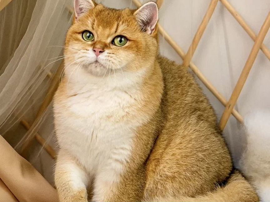 Золотая шиншилла