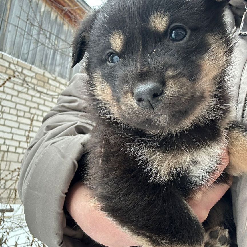 Щенок мальчик 1 мес