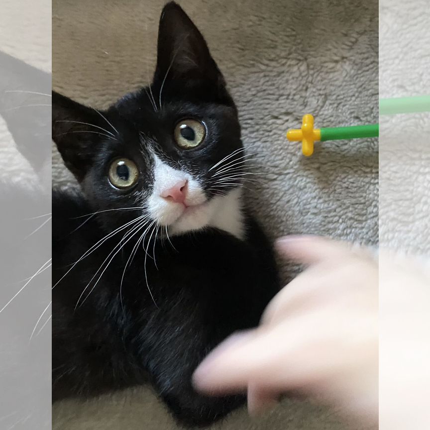 Очень нужен дом котеночку