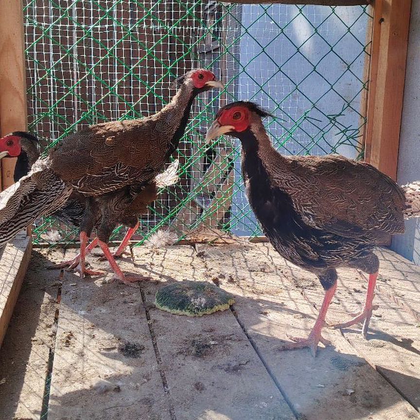 Серебряные фазаны