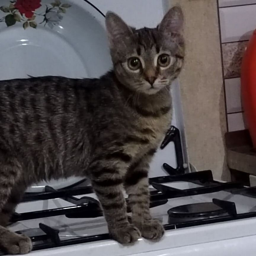 Кошечка