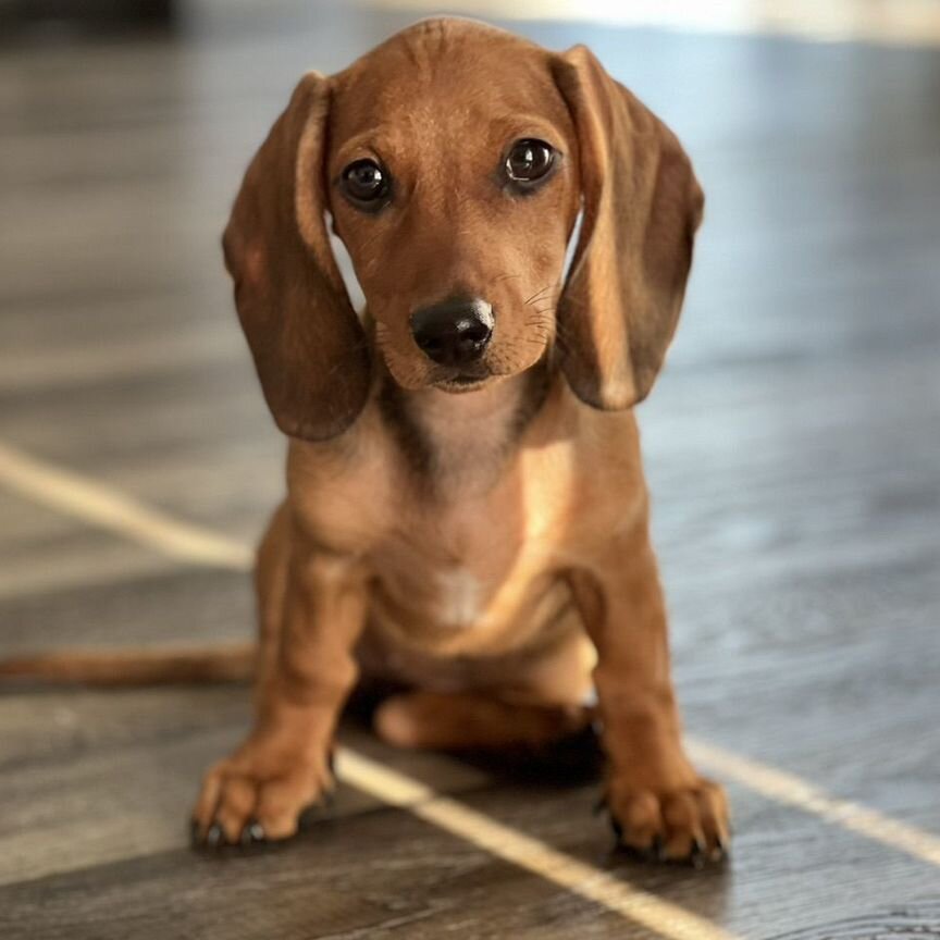 Такса порода Кроличья самая маленькая