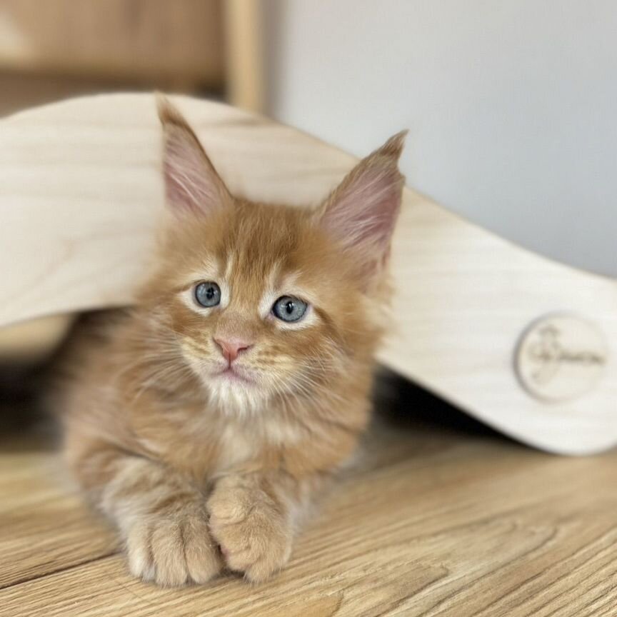 Котята мейн-кун