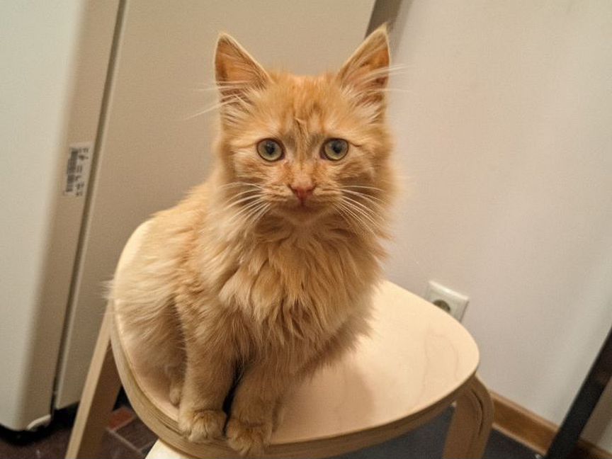 Котенок (девочка, 3-4 месяца)