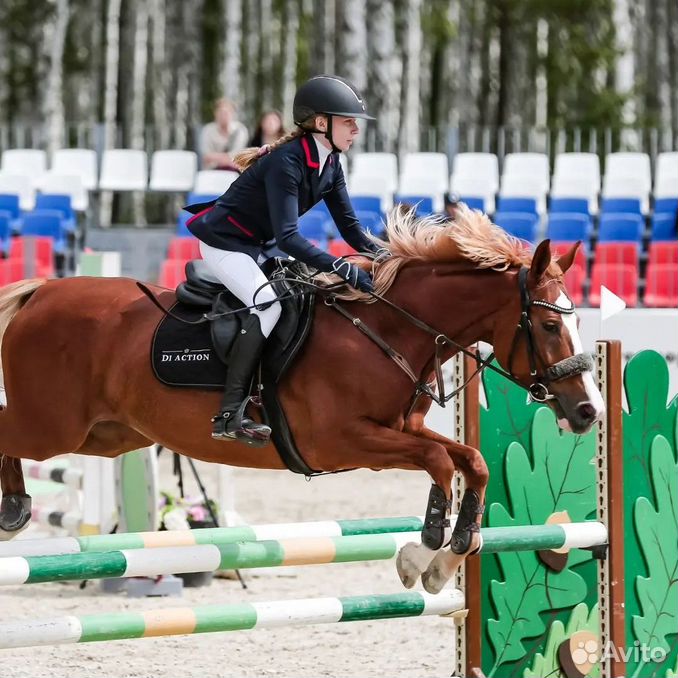 Тракененская кобыла