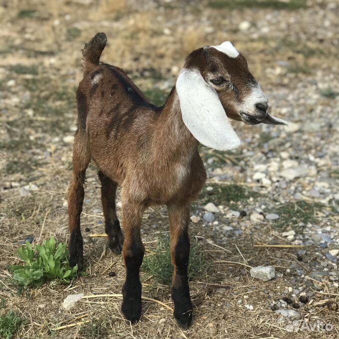 Чп англонубийский козлик