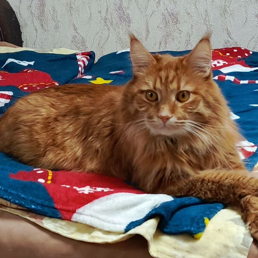 Молодой котик