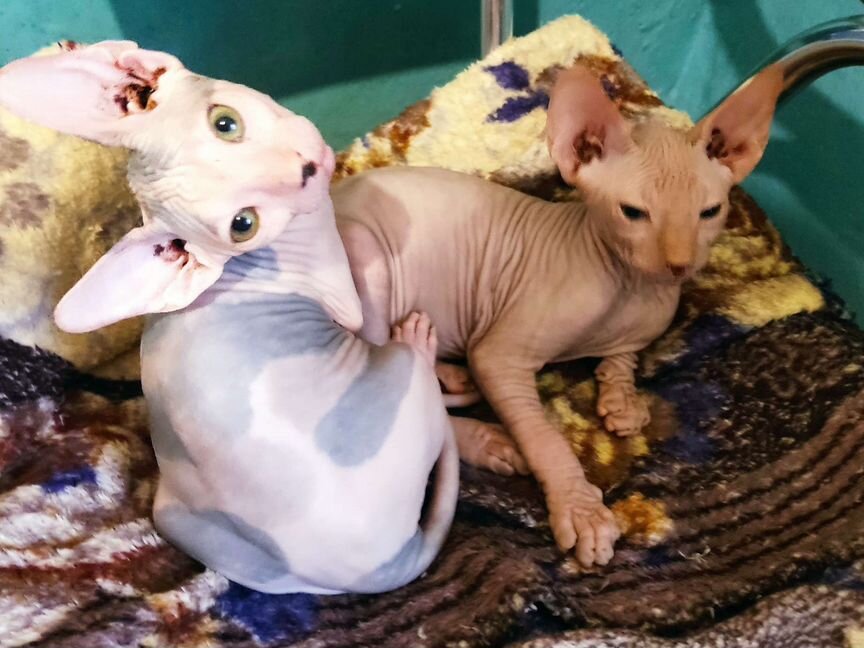 Канадский сфинкс котенок