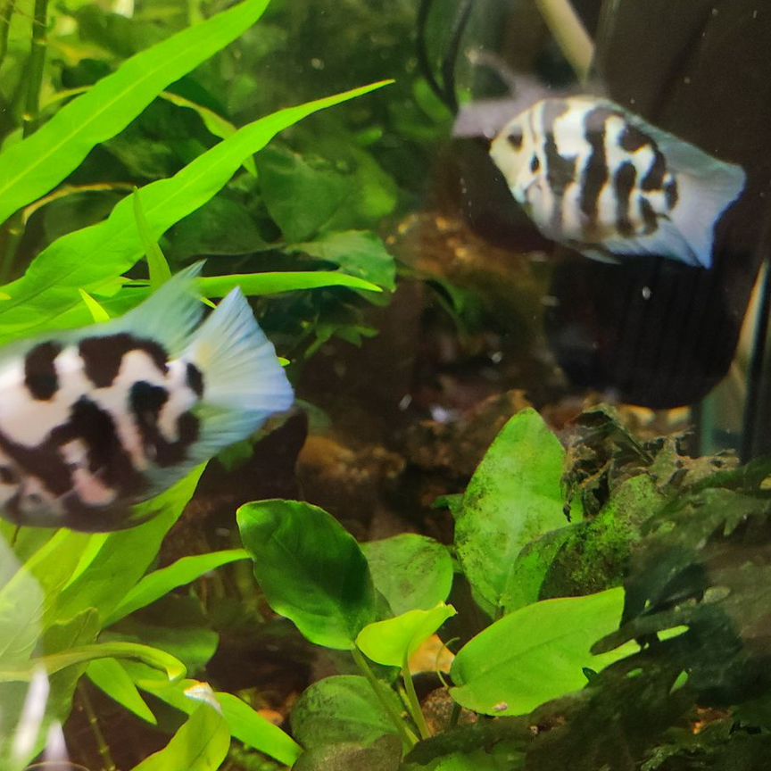 Сапфировый попугай или Голубая панда. Пара