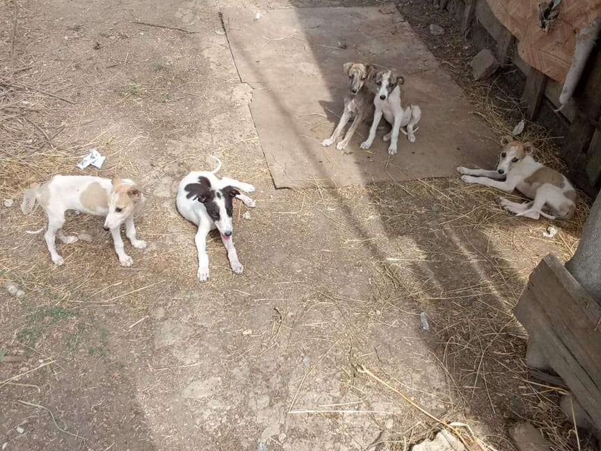 Собака