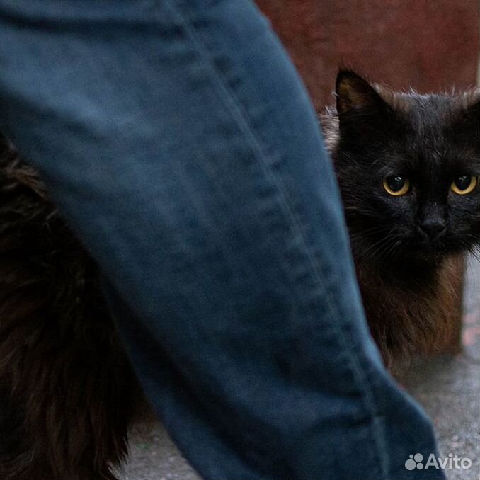 Крик души Сибирского кота снова выбрасывают