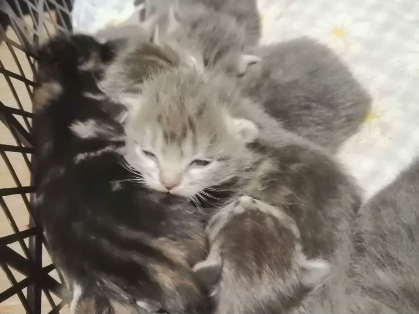 Котята мейнкуны