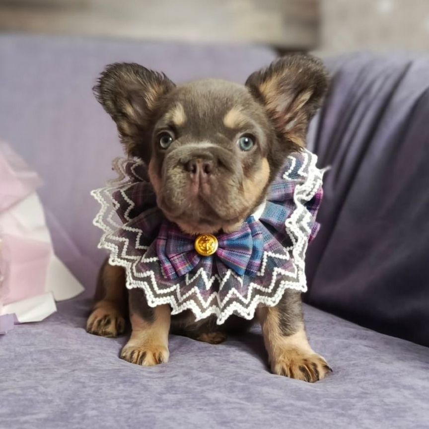 Медвежонок Кирюша Бульдог Флаффи Изабелла