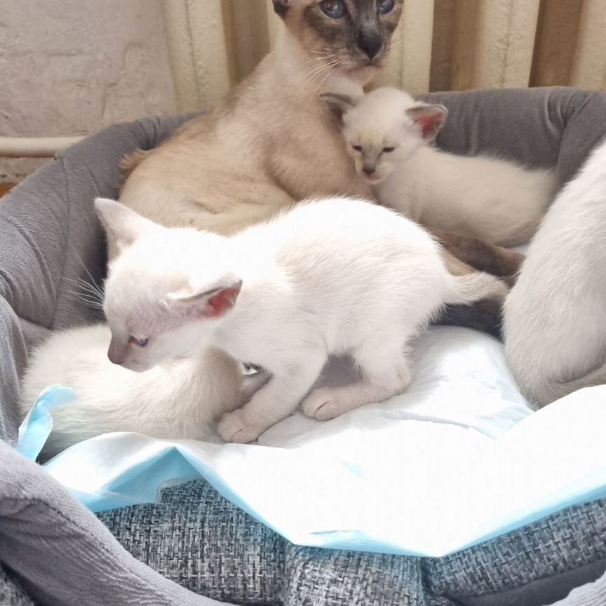 Ориентальный котёнок