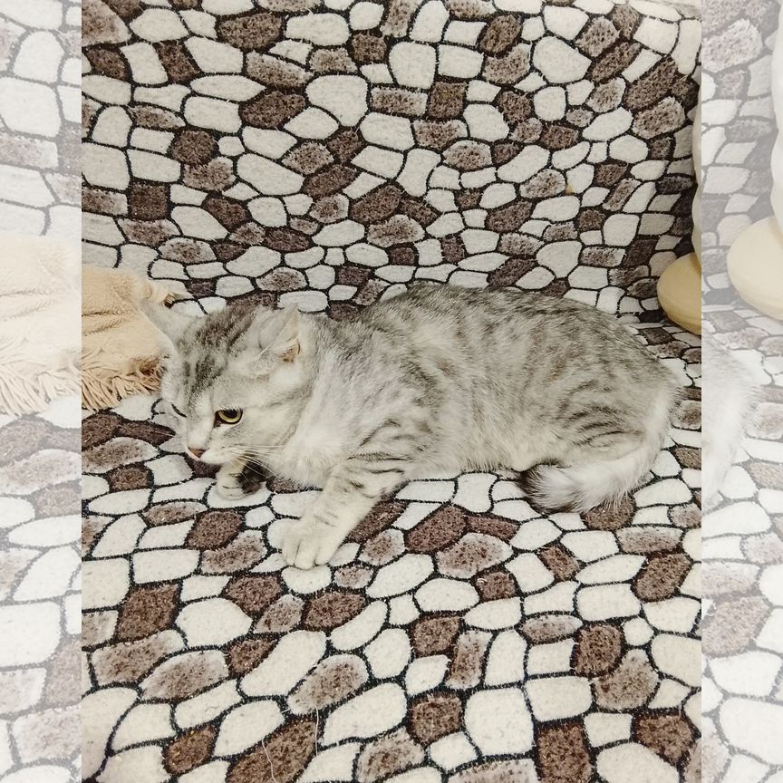 Взрослая, кошка в добрые руки