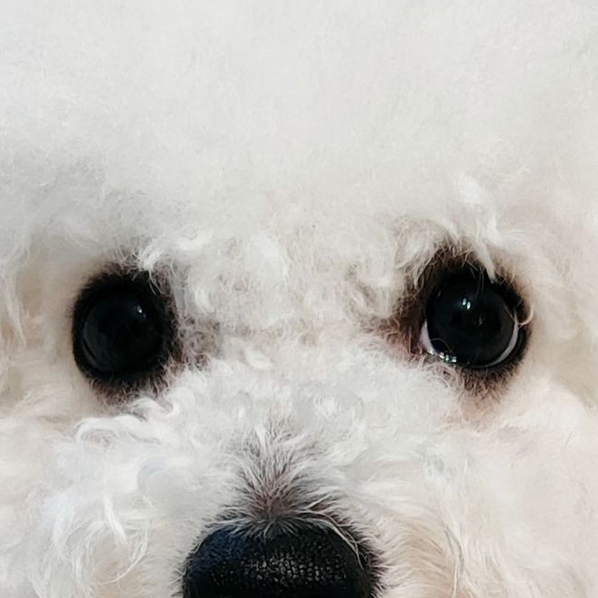 Бишон фризе, в поисках Любви