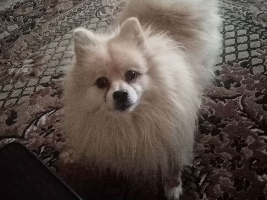 Немецкий шпиц