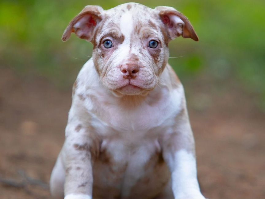 Американский булли