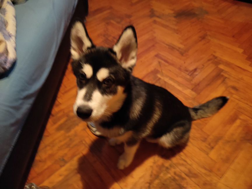 Отдам Хаски мальчик