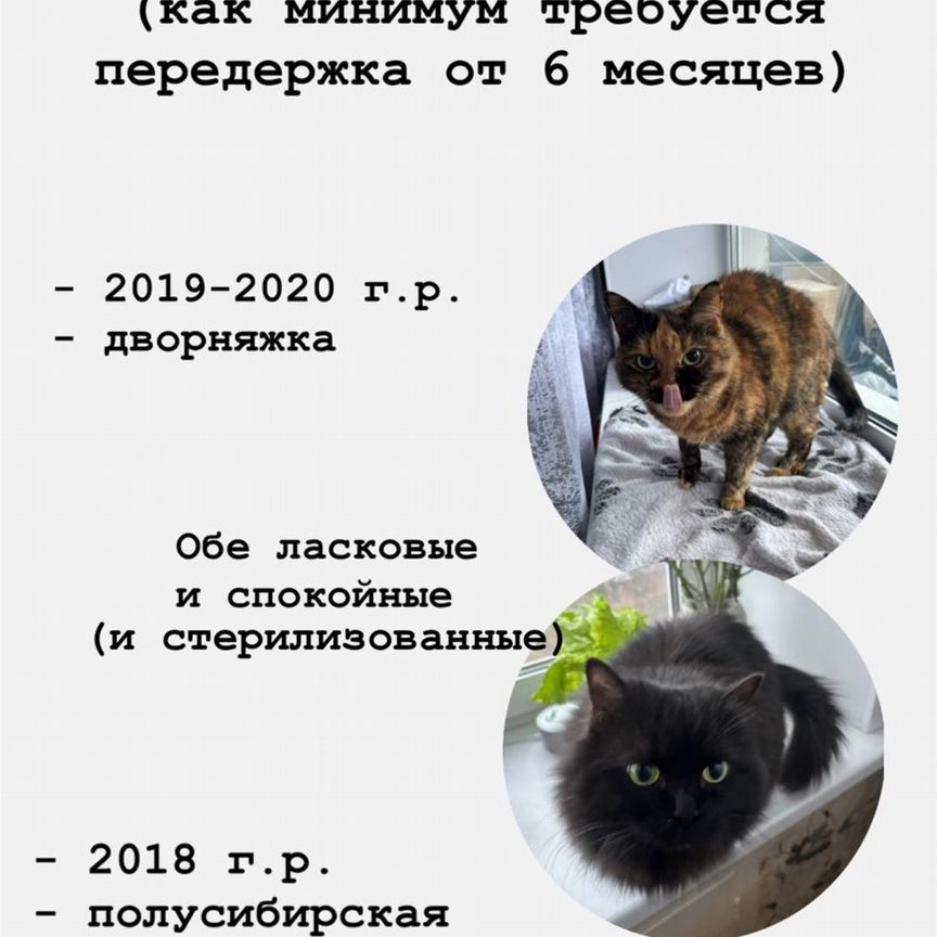 Сибирская кошка, взрослая