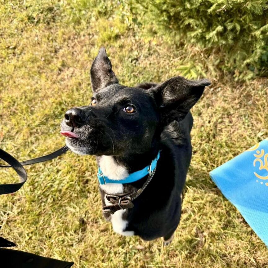 Собака в добрые руки мальчик