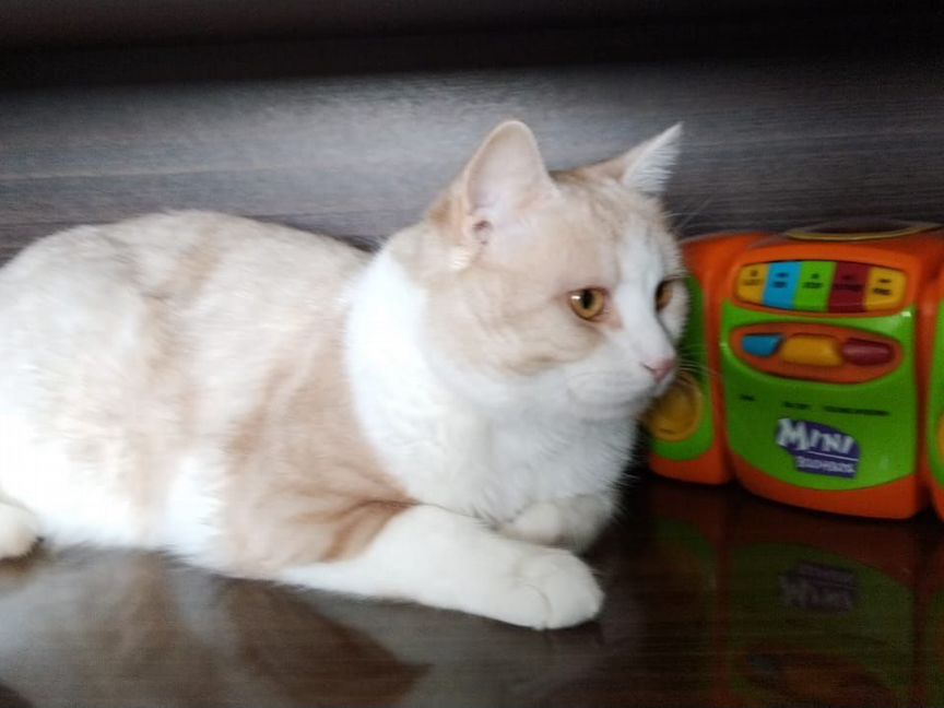 Котёнок кот в добрые руки бесплатно
