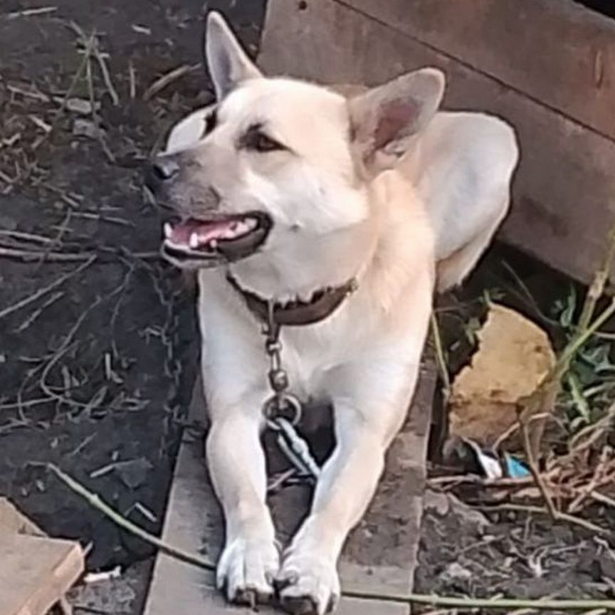 Взрослый пёс в добрые руки